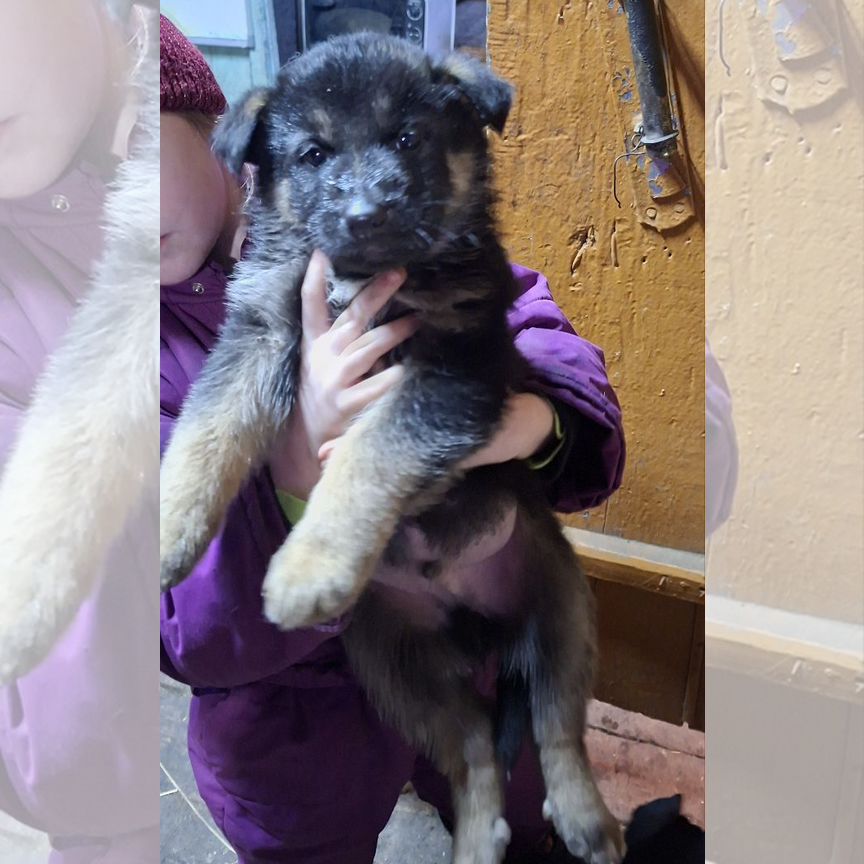 Немецкая овчарка, щенок