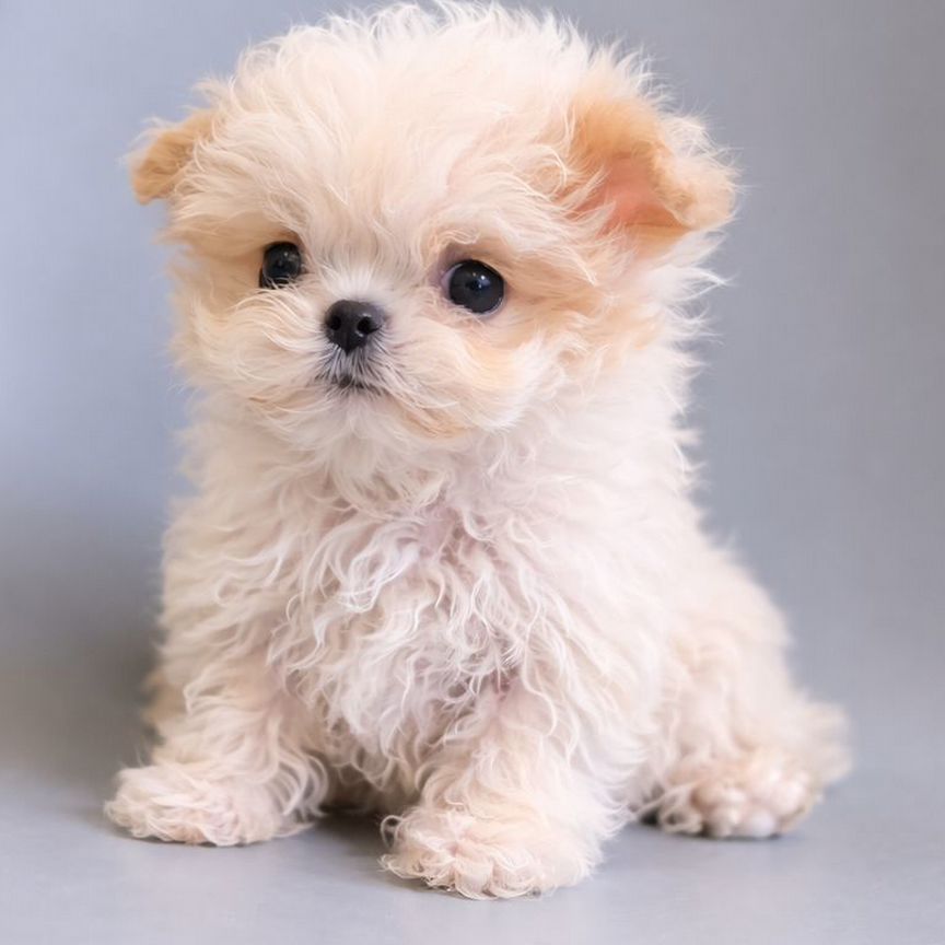 Мальтипу, щенок