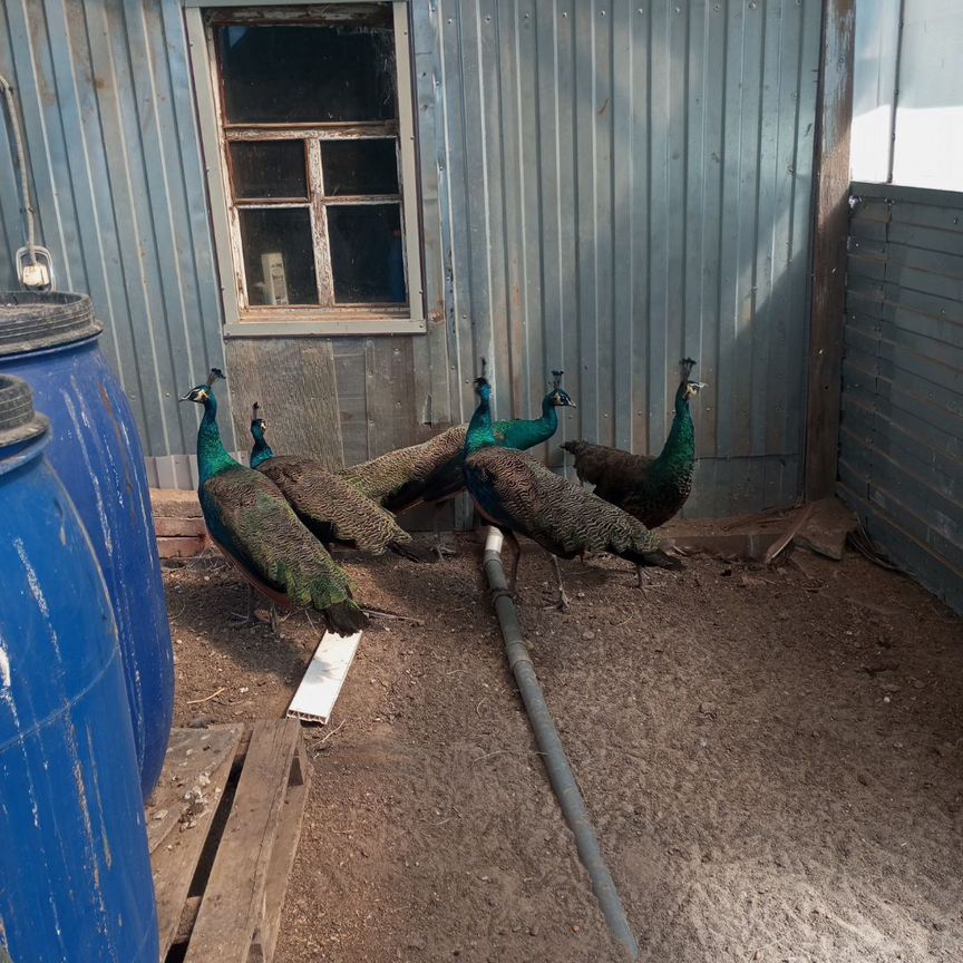 Птицы павлины яванцы