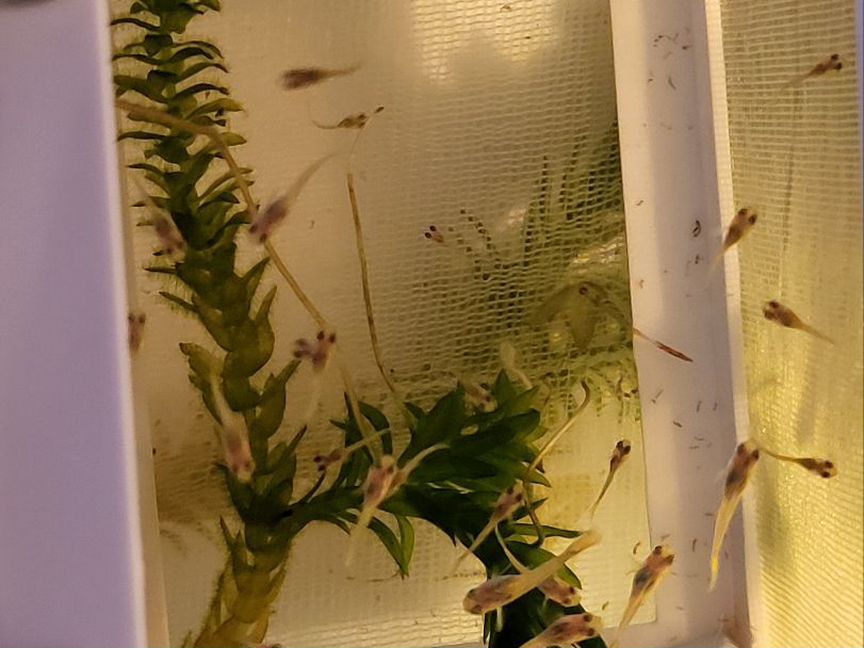 Мальки гуппи