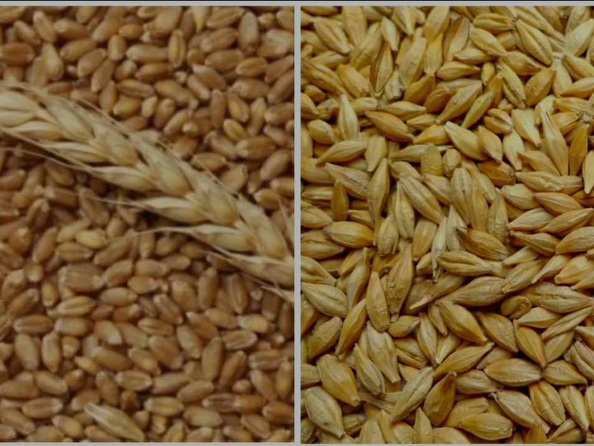 Продам пшеницу ячмень