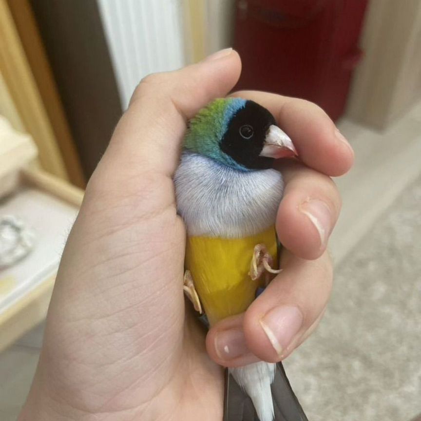 Амадины гульда