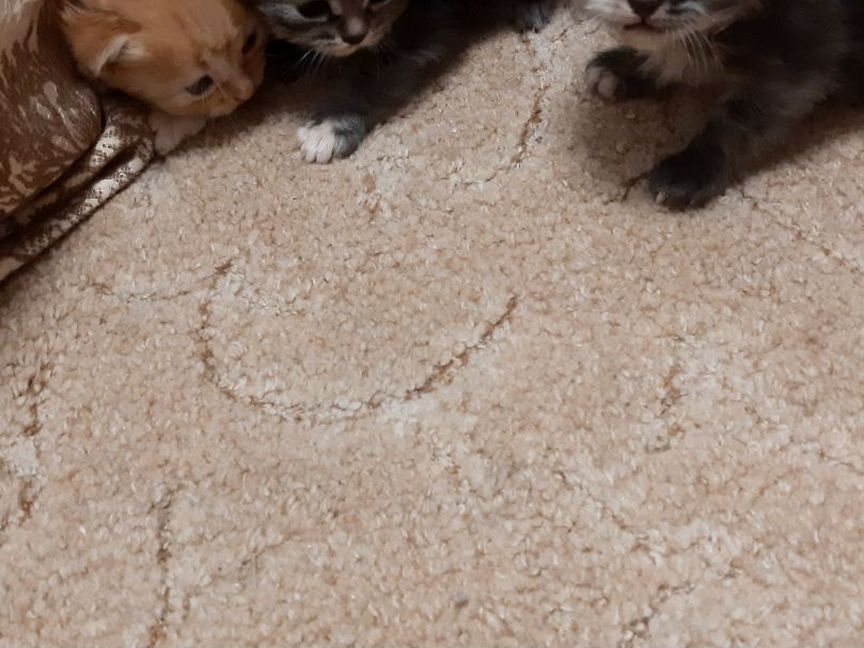 Кошка в дар бесплатно