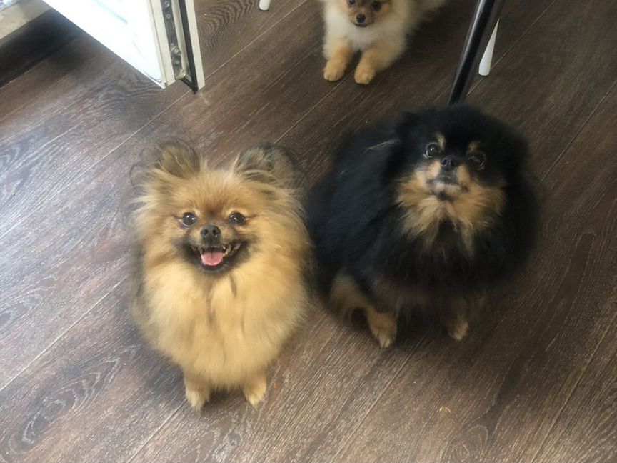 Померанский шпиц