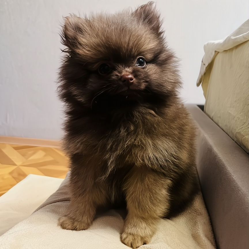 Померанский шпиц, щенок