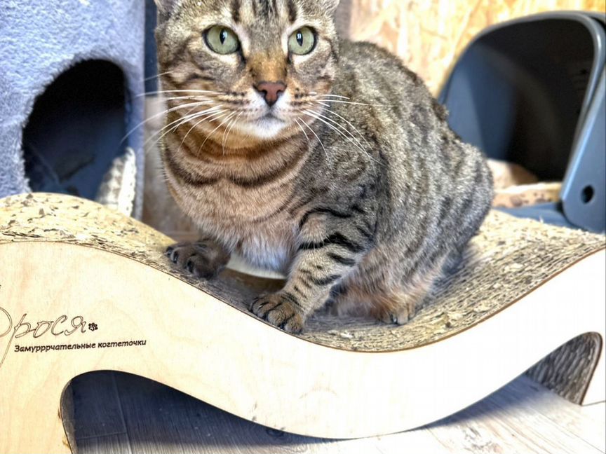 Милейшая киса Лайза