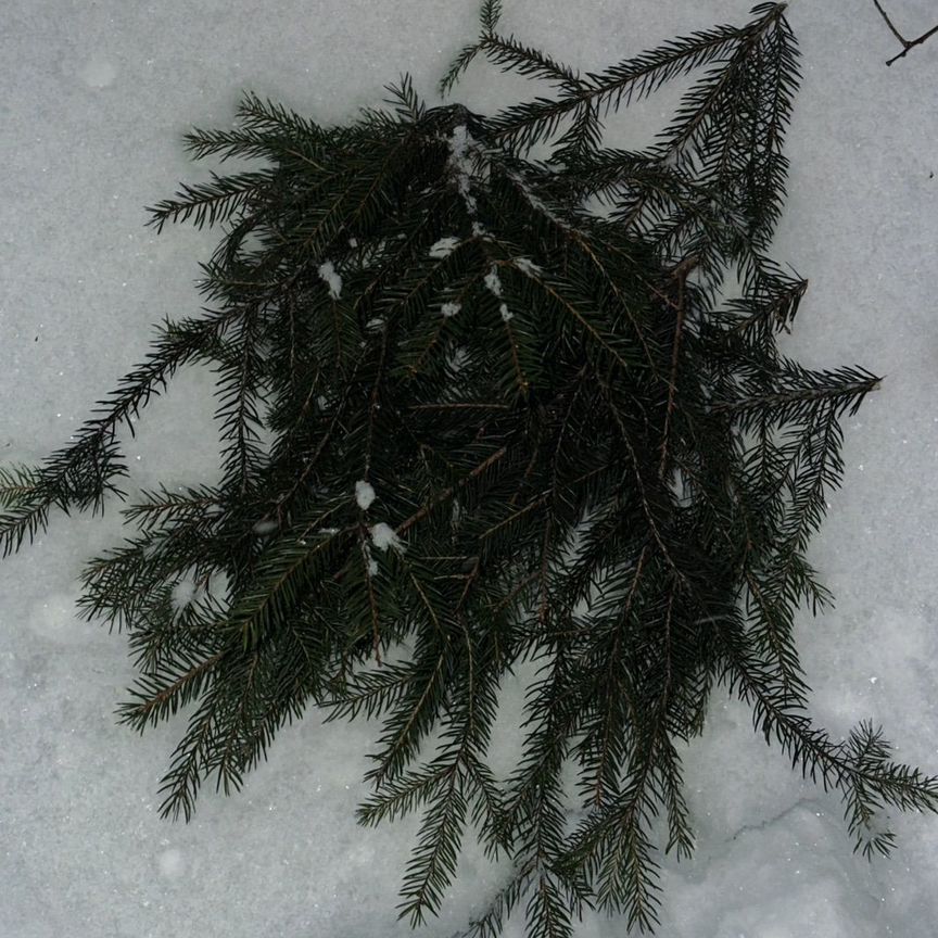 Еловые ветки для попугаев, декора и других целей