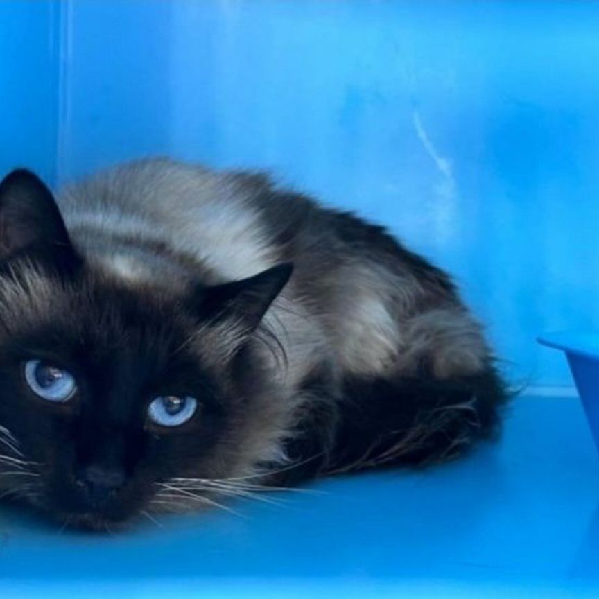 Котик сиамский