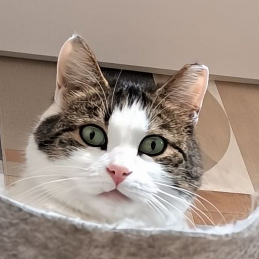 Европейская короткошёрстная, взрослая кошка