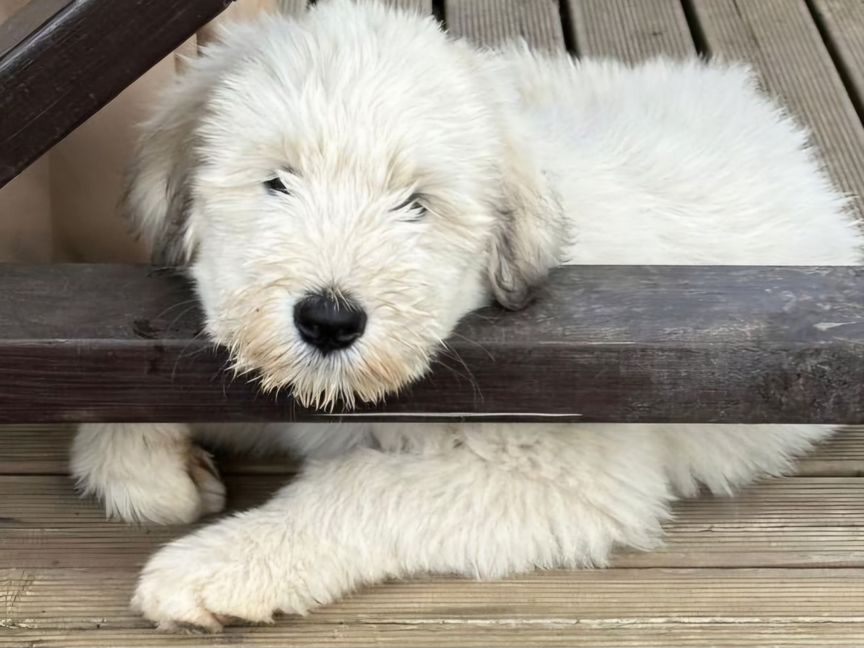 Щенок южнорусской овчарки