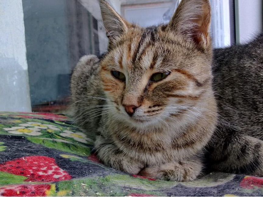 Стерилизованная кошечка в дар