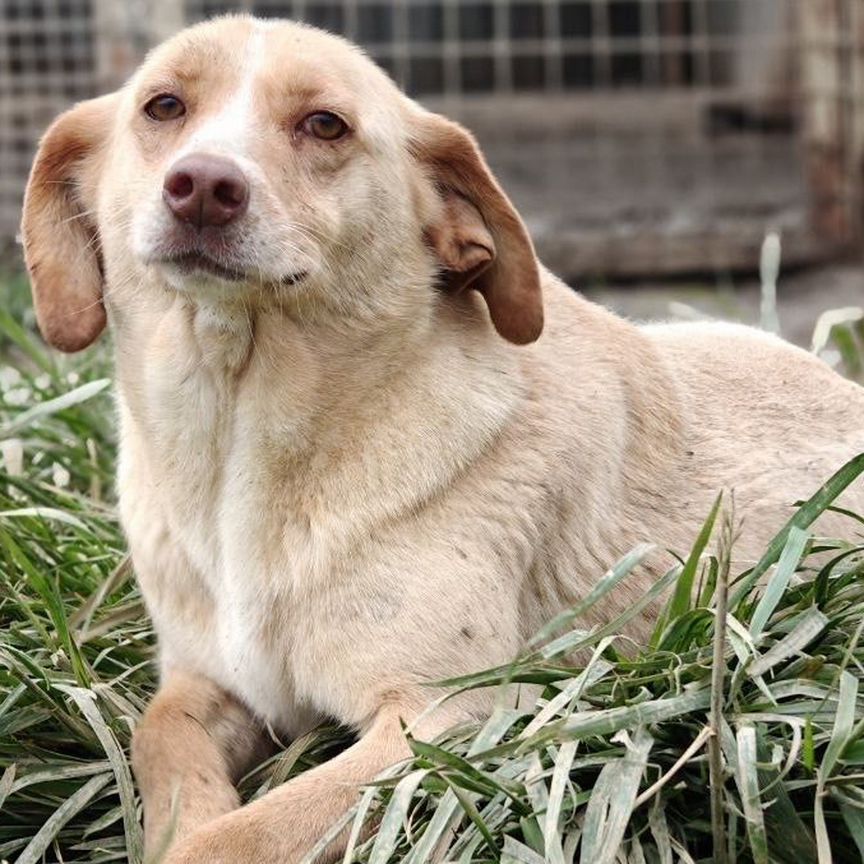 Взрослая собака в добрые руки