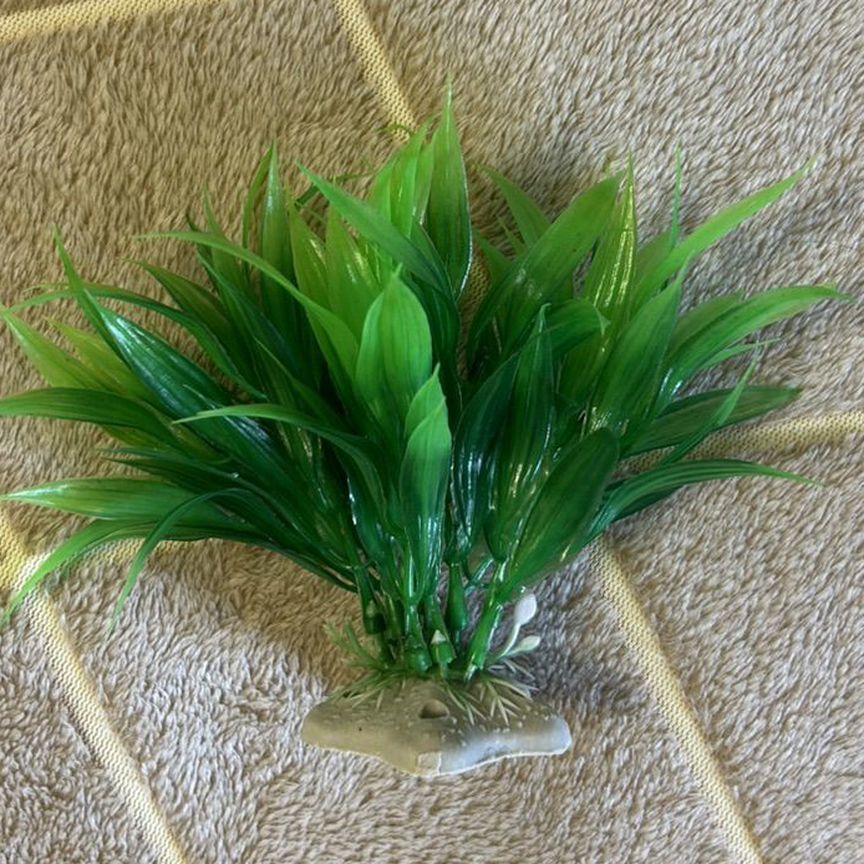 Растения для аквариума