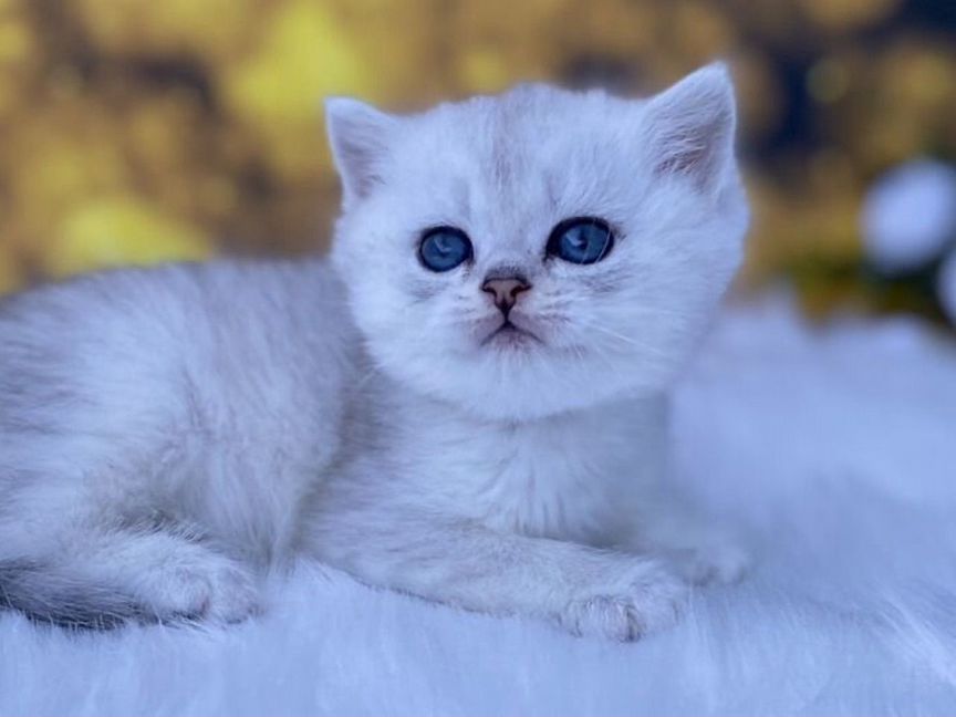 Британский шиншилла мальчик котенок