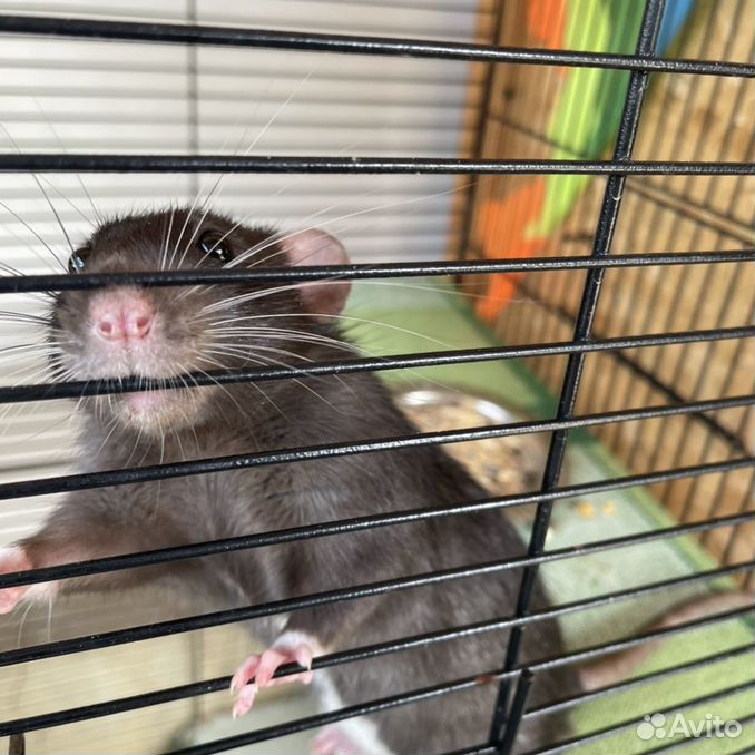 Крыски с клеткой дамбо