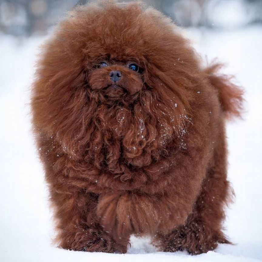 Той-пудель, взрослый пёс