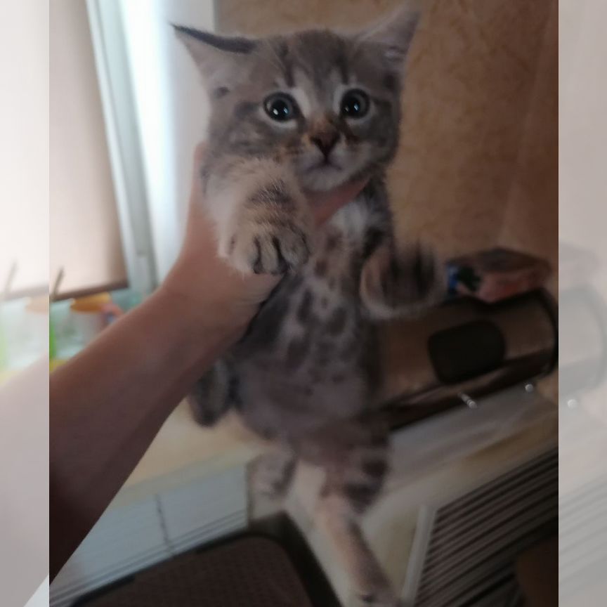 Котики бесплатно в добрые руки