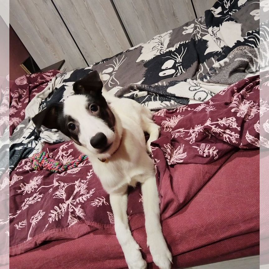 Щенок в добрые руки