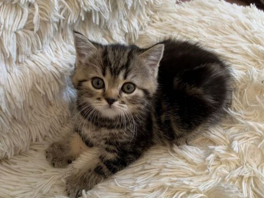 Британский малыш мрамор на золоте