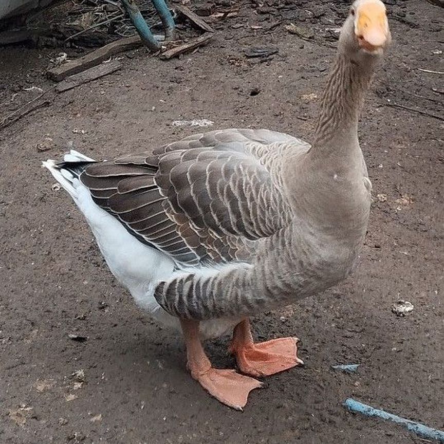 Гуси и петухи