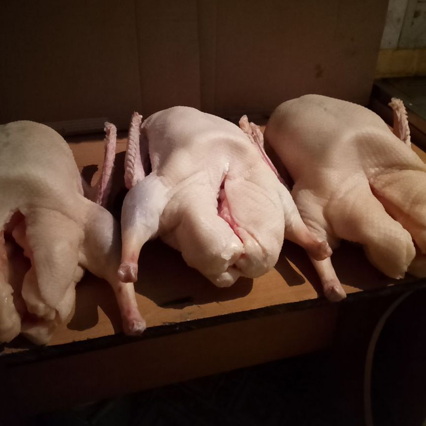 Гусиное мясо