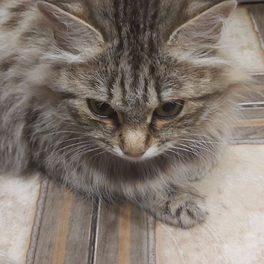 Домашние животные кошки