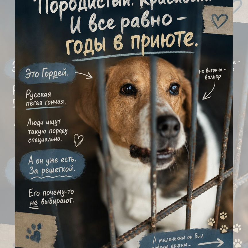 Русская пегая гончая, взрослый пёс