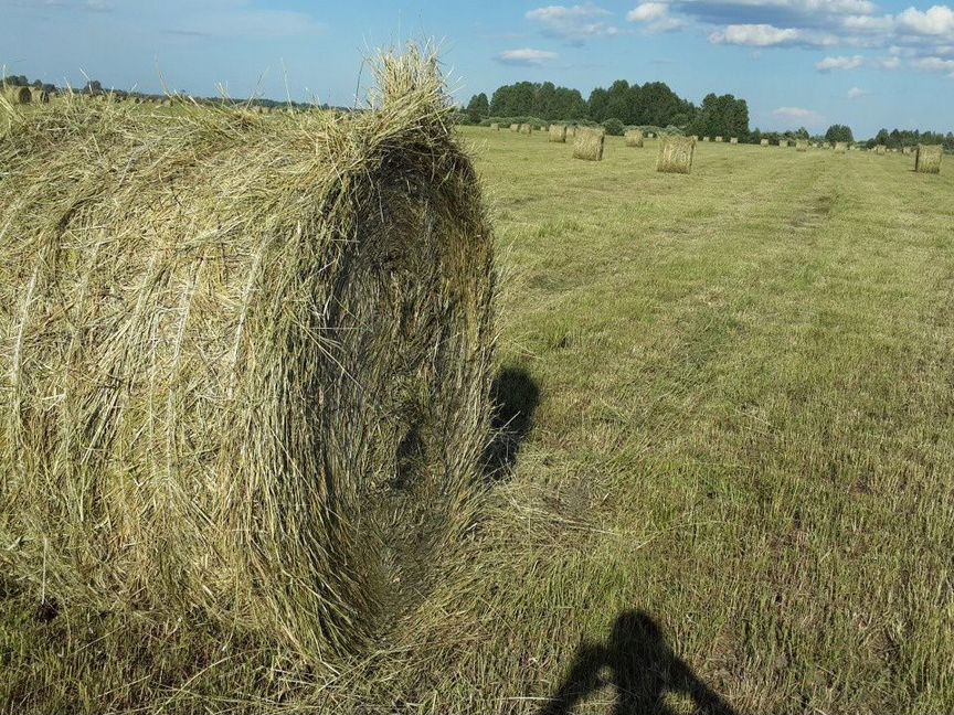 Сено Урожай 2023