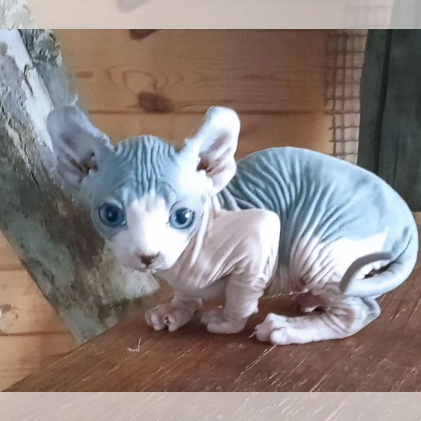 Канадский сфинкс котёнок