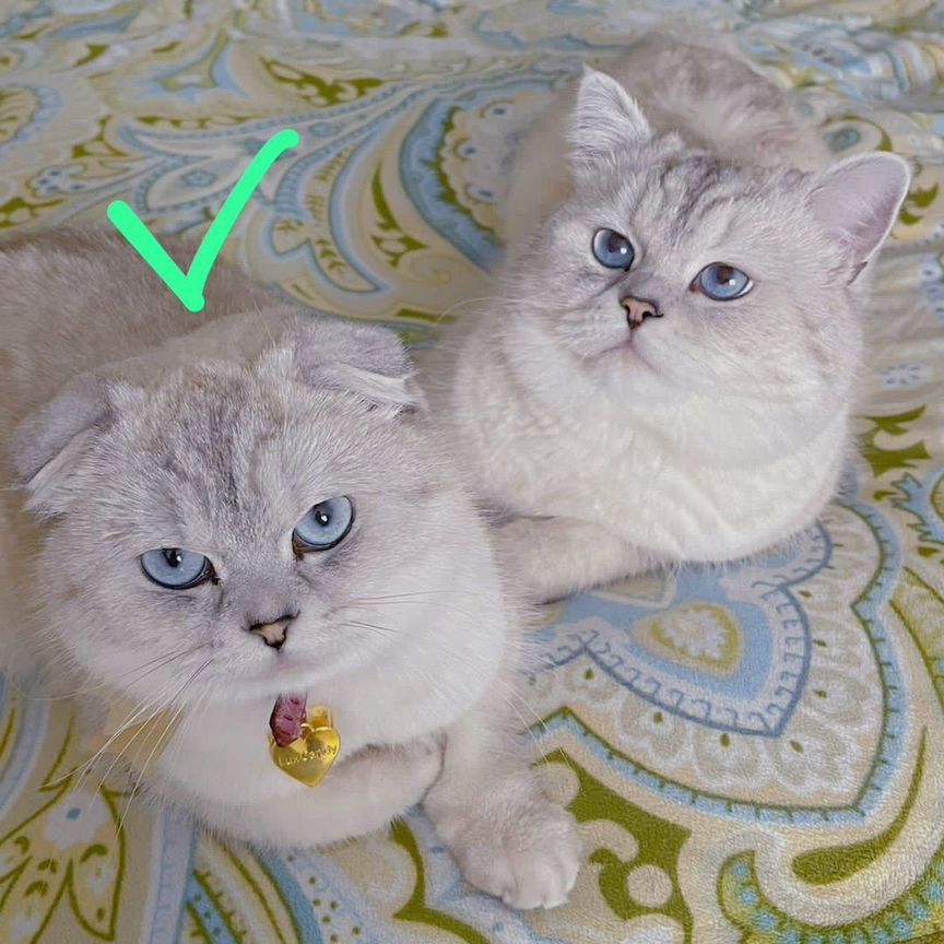 Вязка.Ишем жениха для красавицы