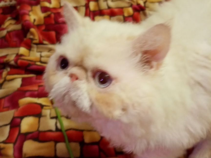 Персидские котята