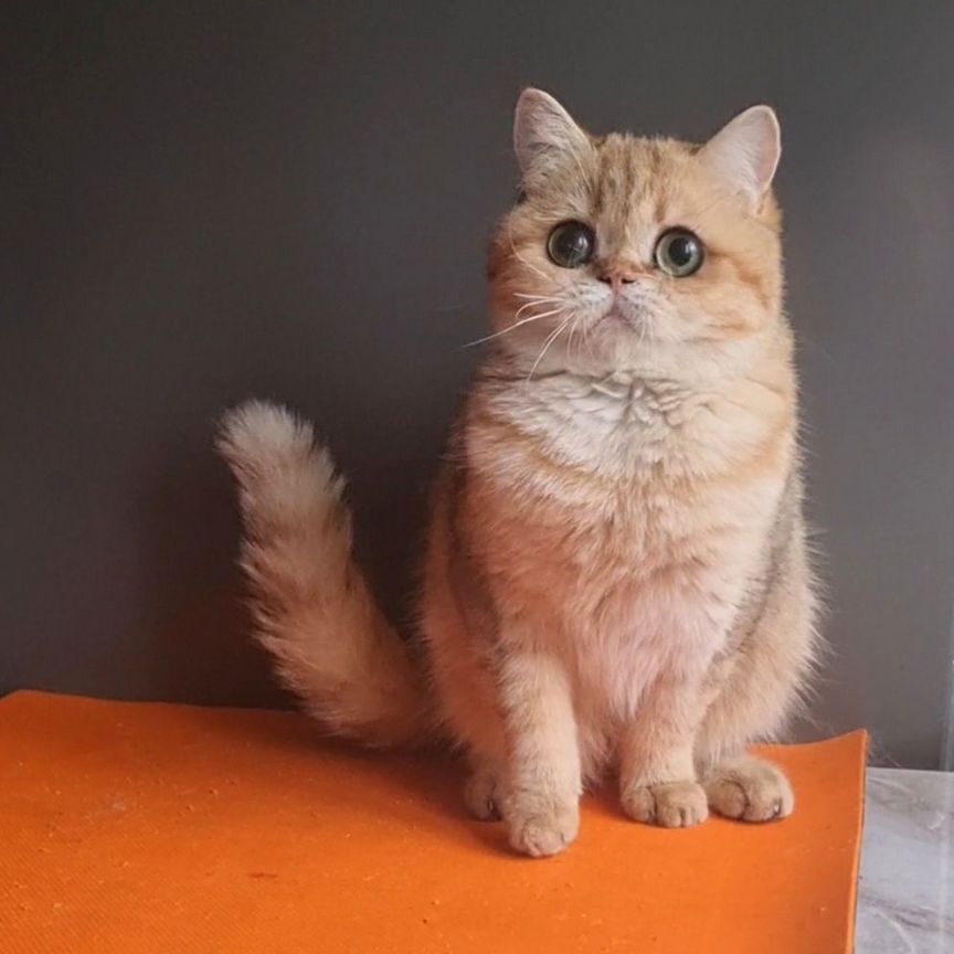 Девочка золотая шиншилла