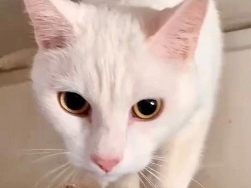 Котик Снежок в добрые руки