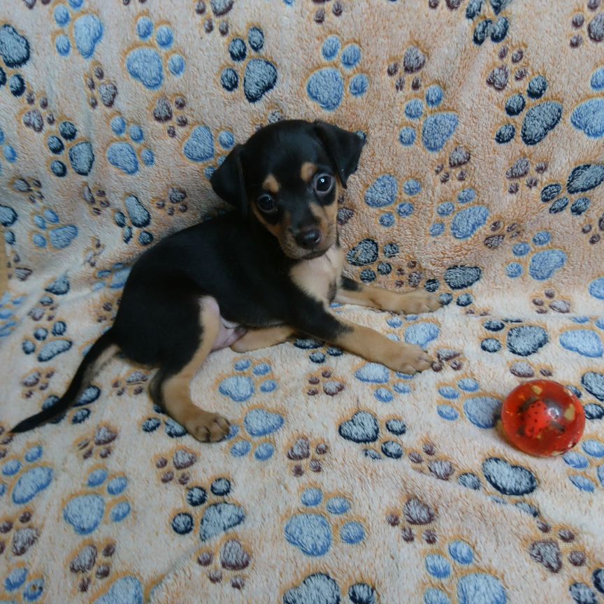 Щенки Той терьера