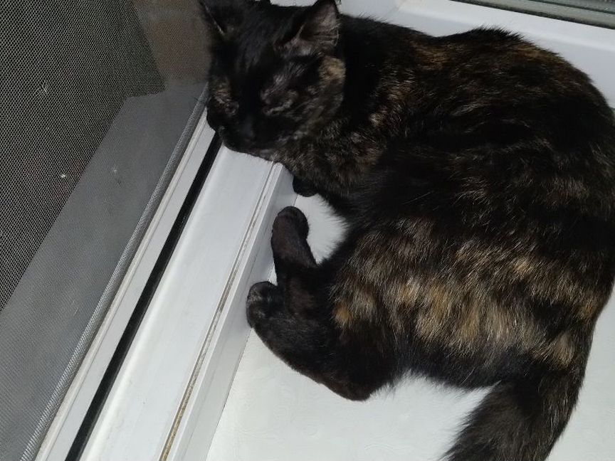 Котенок