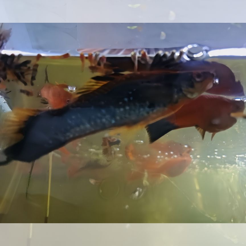 Мальки меченосца