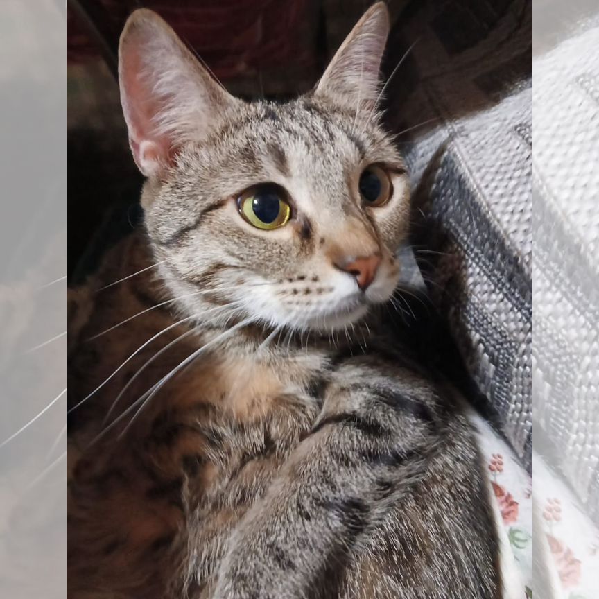 Кошка/ котенок стерилизованная