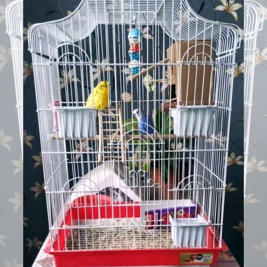 Волнистый попугай