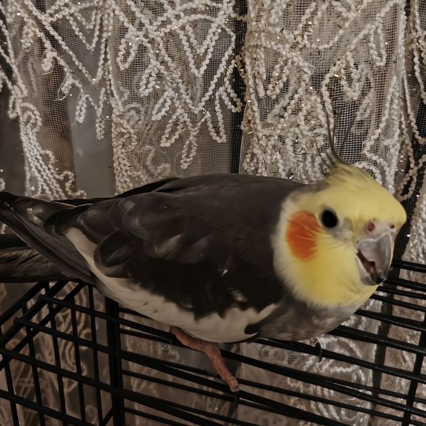 Попугай корелла с клеткой