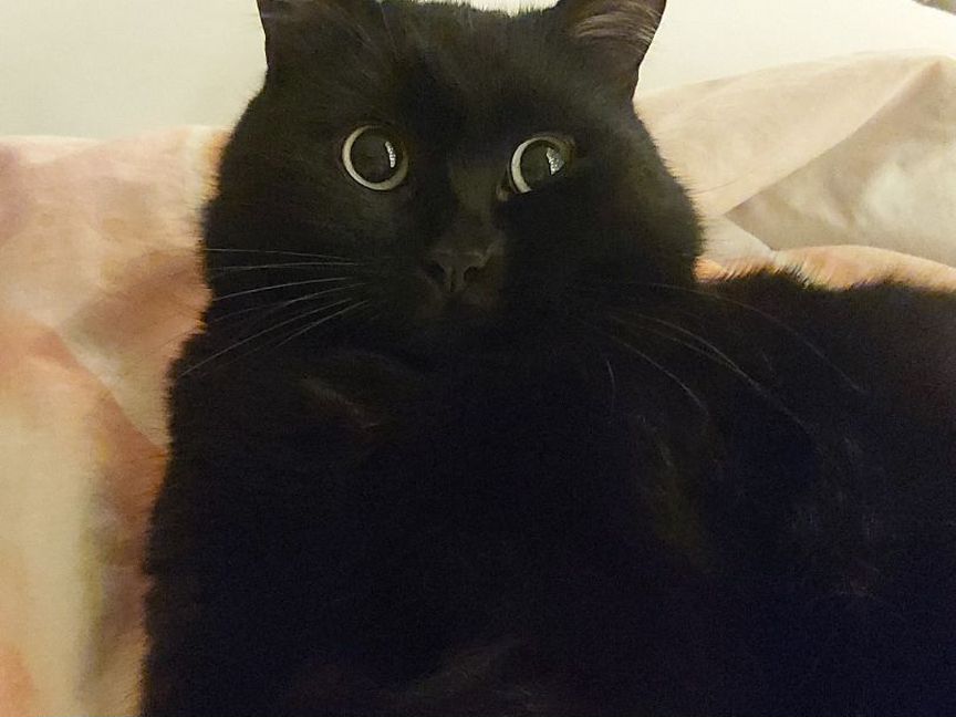 Кот домашний офигевший