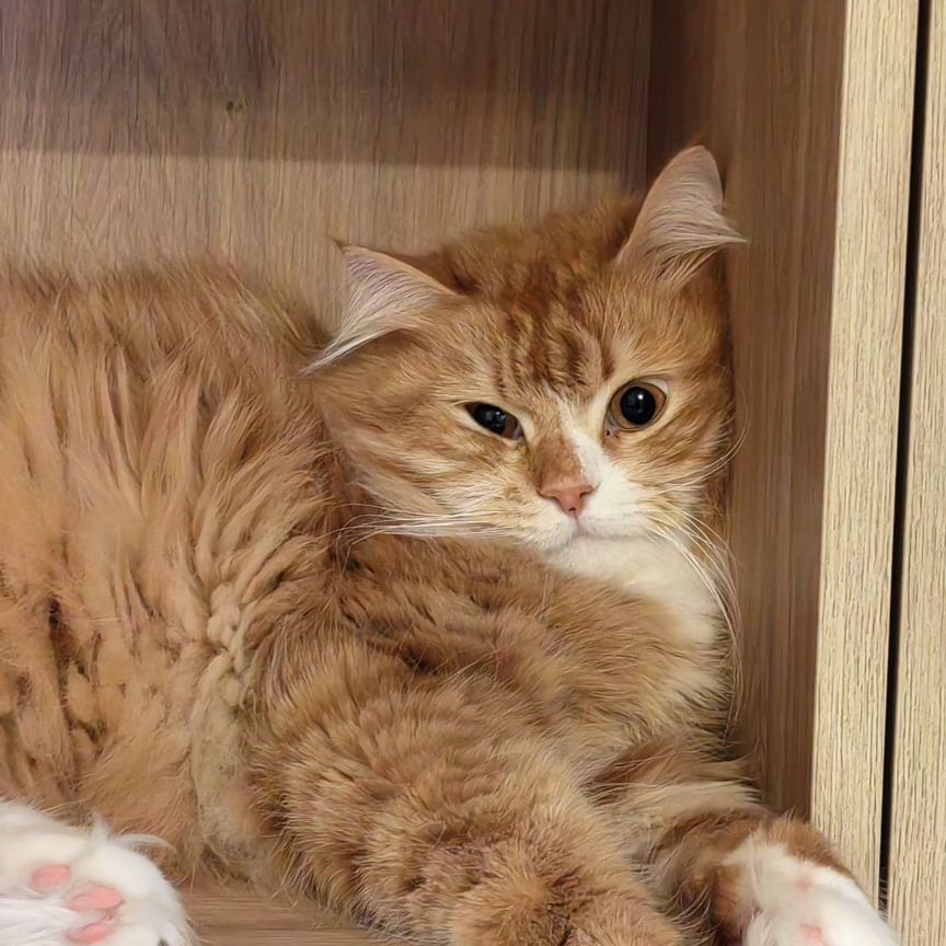 Котята в добрые руки передержку