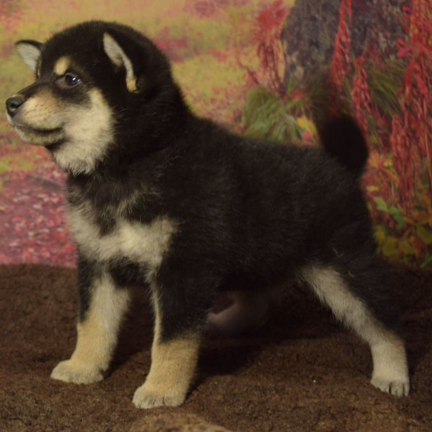 Сиба черно-подпалого окраса девочка