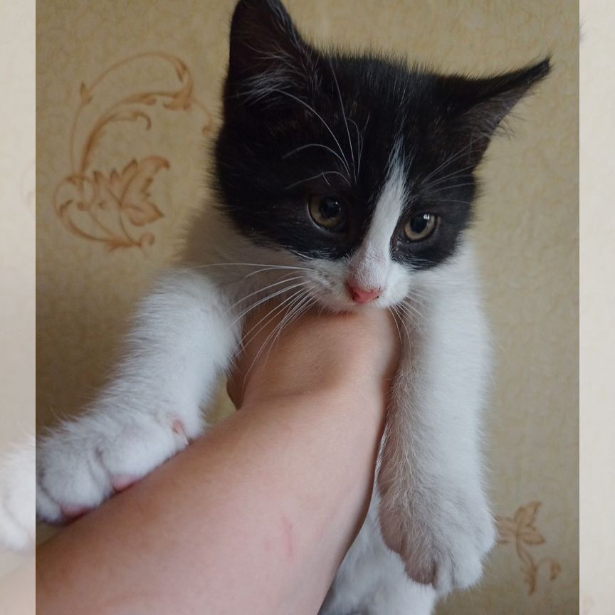 Котёнок-девочка, 1,5 месяца