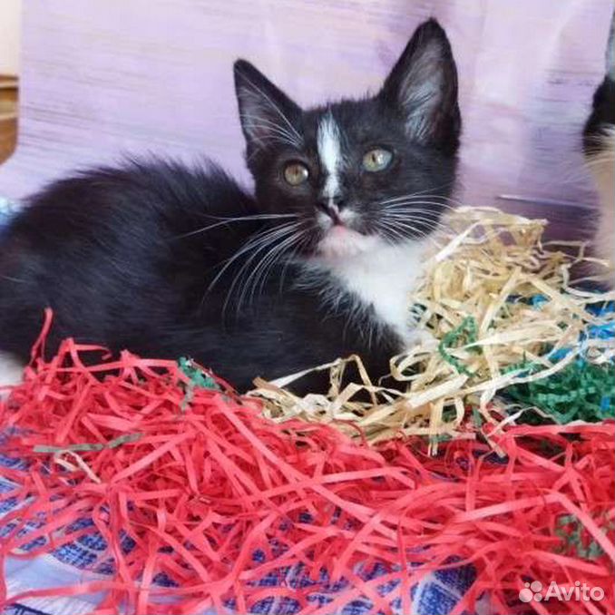 Котёночек мальчик