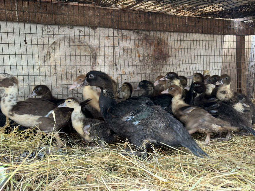 Домашняя птица