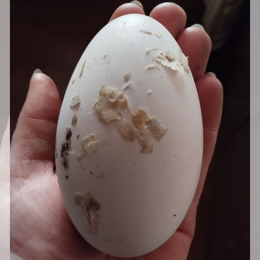 Яйцо гусиное на еду