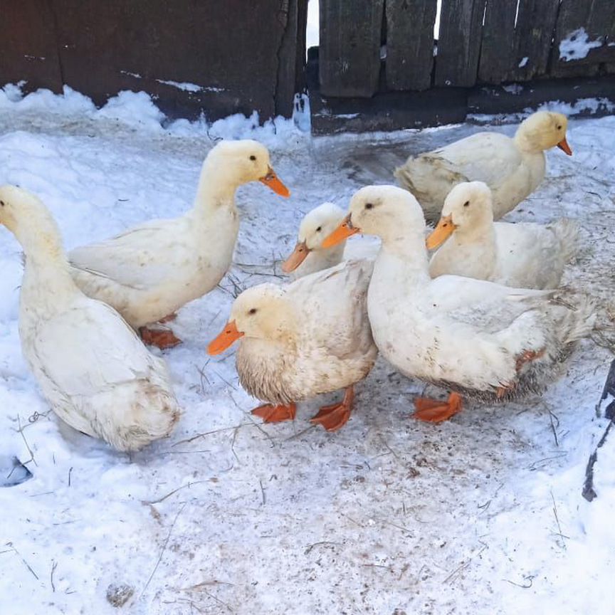 Мясо уток и гусей