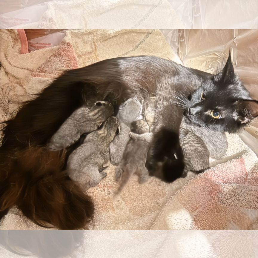 Котёнок в добрые руки