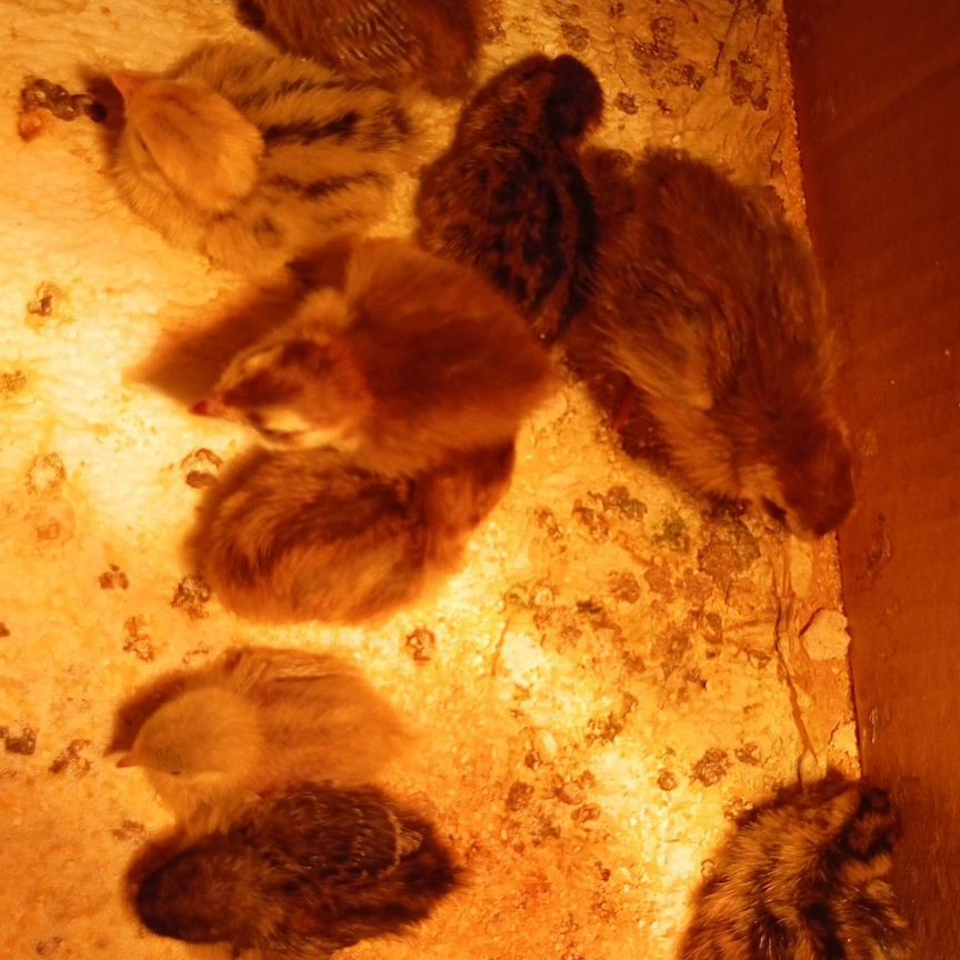 Продаются перепелята