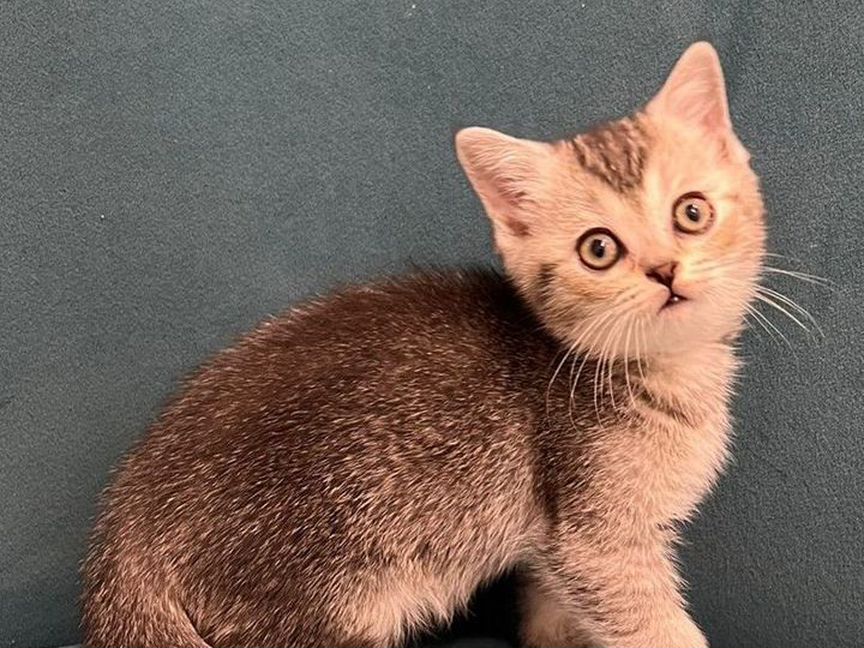Британские элитные люкс котята